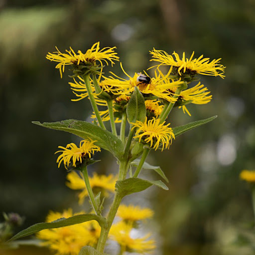griekse alant inula helenium de statige plant griekse alant is vooral ...
